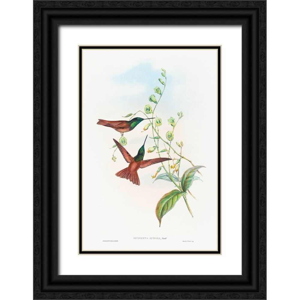 Gould, John 13x18 Black Ornate Wood Framed with Double Matting Museum Art Print Titled ...