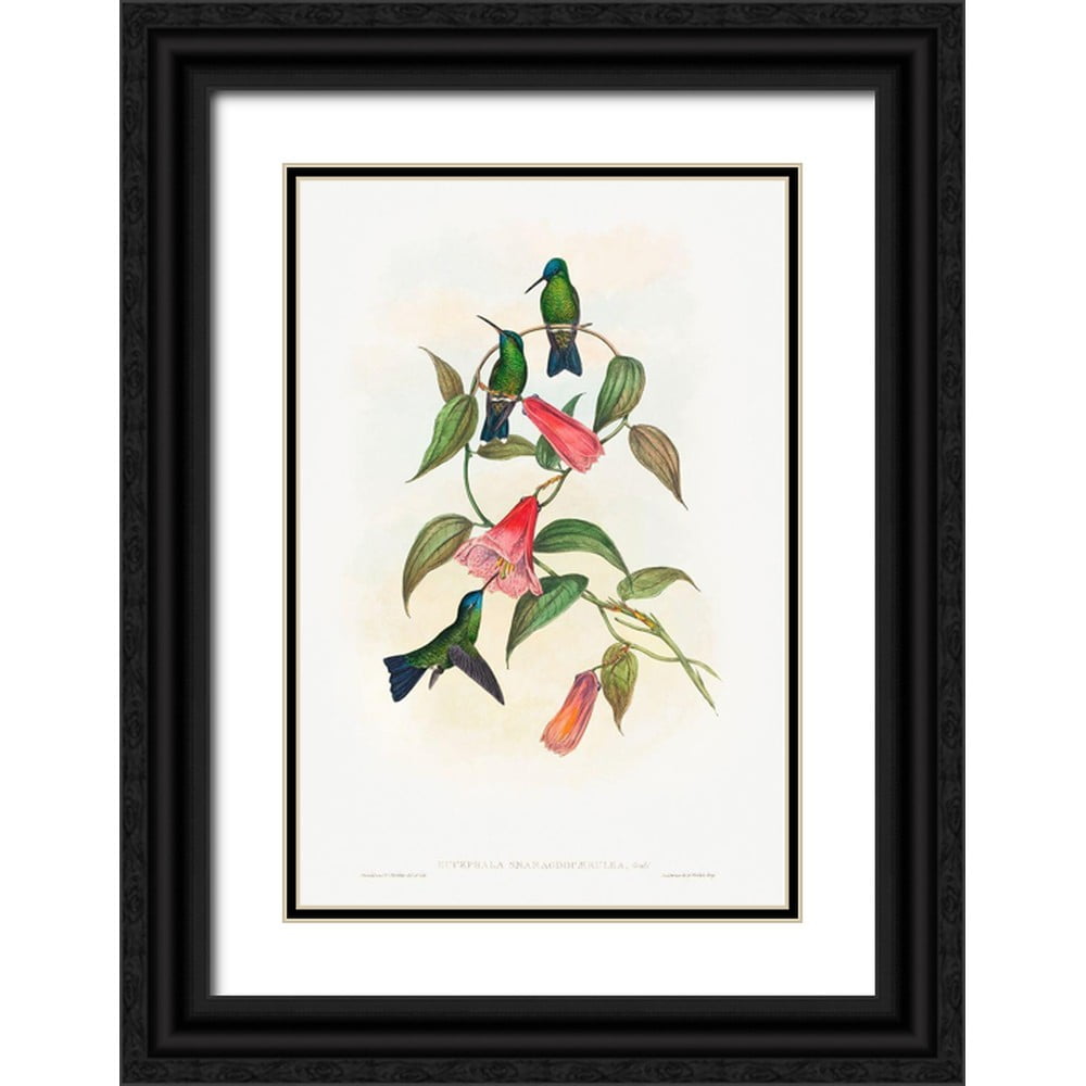 Gould, John 13x18 Black Ornate Wood Framed with Double Matting Museum Art Print Titled ...