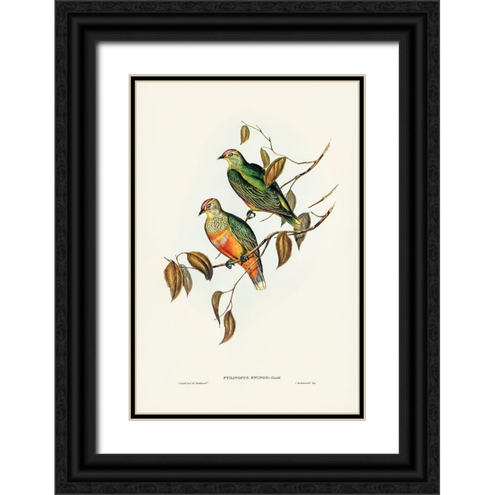 Gould, John 13x18 Black Ornate Wood Framed with Double Matting Museum Art Print Titled - Ewings ...
