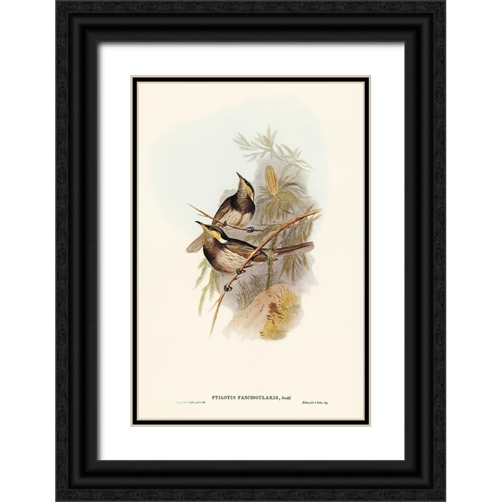 Gould, John 13x18 Black Ornate Wood Framed with Double Matting Museum Art Print Titled ...