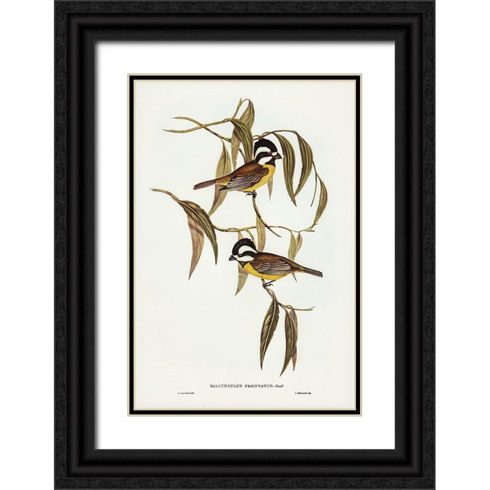 Gould, John 13x18 Black Ornate Wood Framed with Double Matting Museum Art Print Titled - Frontal ...