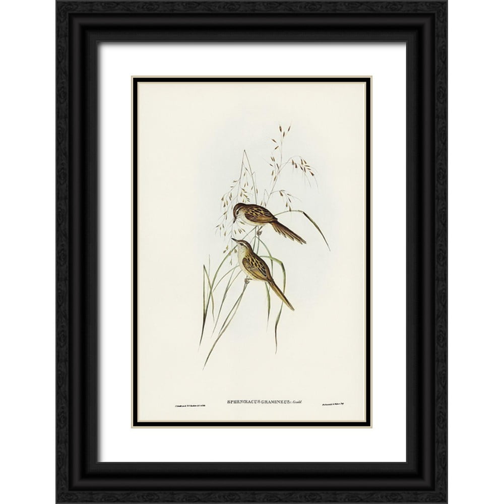 Gould, John 13x18 Black Ornate Wood Framed with Double Matting Museum Art Print Titled - Grass ...