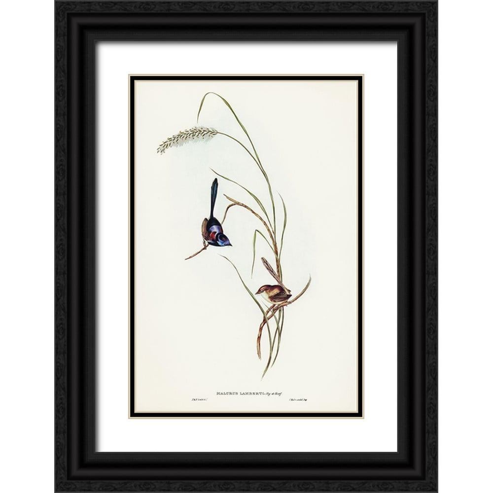 Gould, John 13x18 Black Ornate Wood Framed with Double Matting Museum Art Print Titled ...