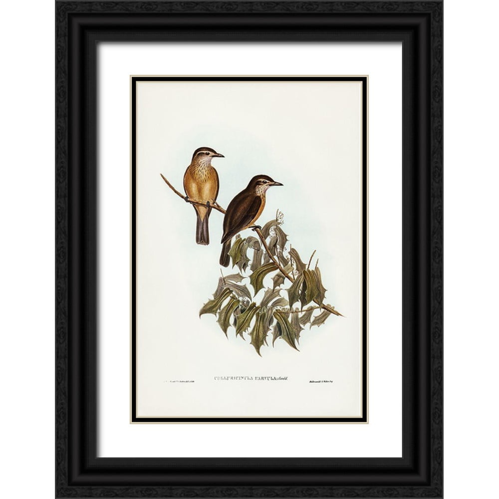 Gould, John 13x18 Black Ornate Wood Framed with Double Matting Museum Art Print Titled - Little ...