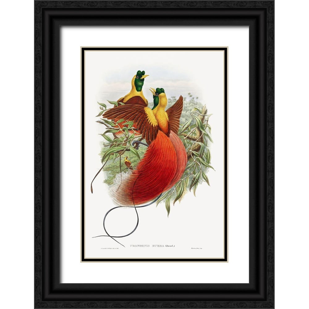 Gould, John 13x18 Black Ornate Wood Framed with Double Matting Museum Art Print Titled ...