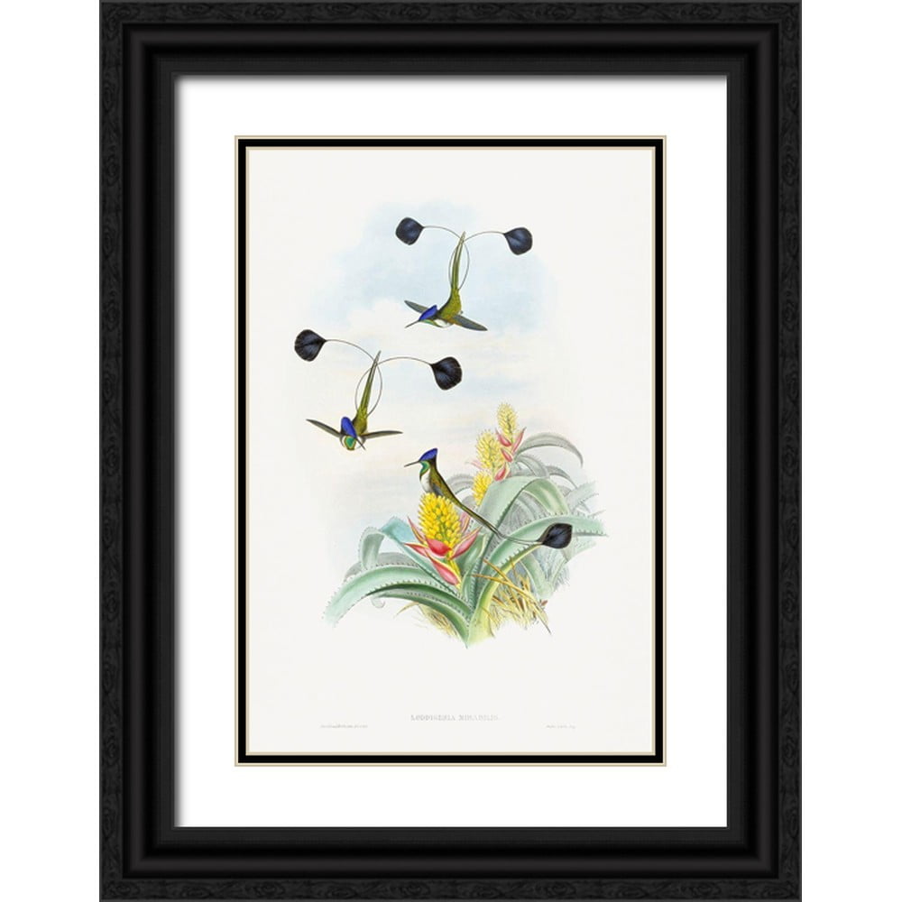 Gould, John 13x18 Black Ornate Wood Framed with Double Matting Museum Art Print Titled ...