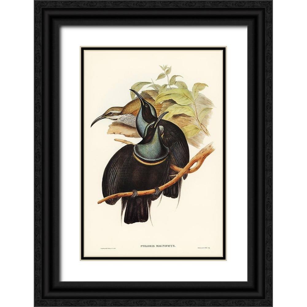 Gould, John 13x18 Black Ornate Wood Framed with Double Matting Museum Art Print Titled ...