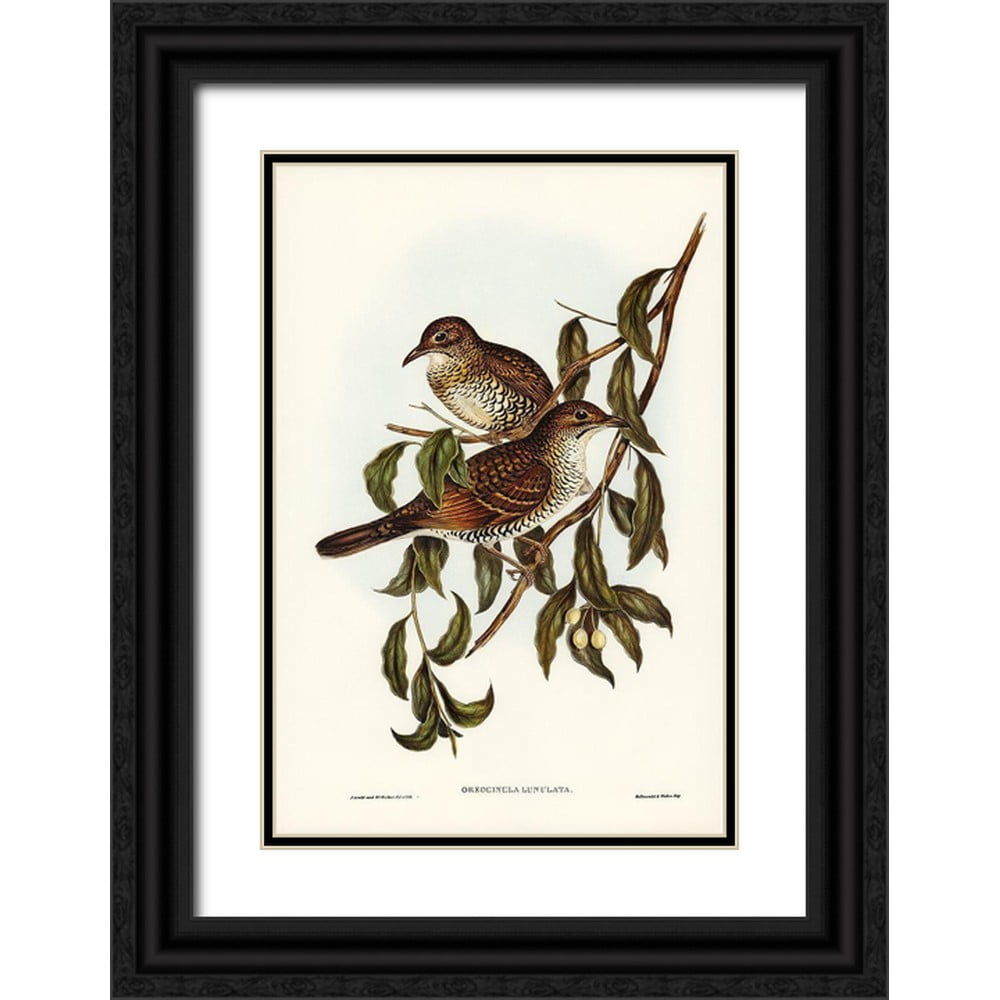 Gould, John 13x18 Black Ornate Wood Framed with Double Matting Museum Art Print Titled - Moutain ...