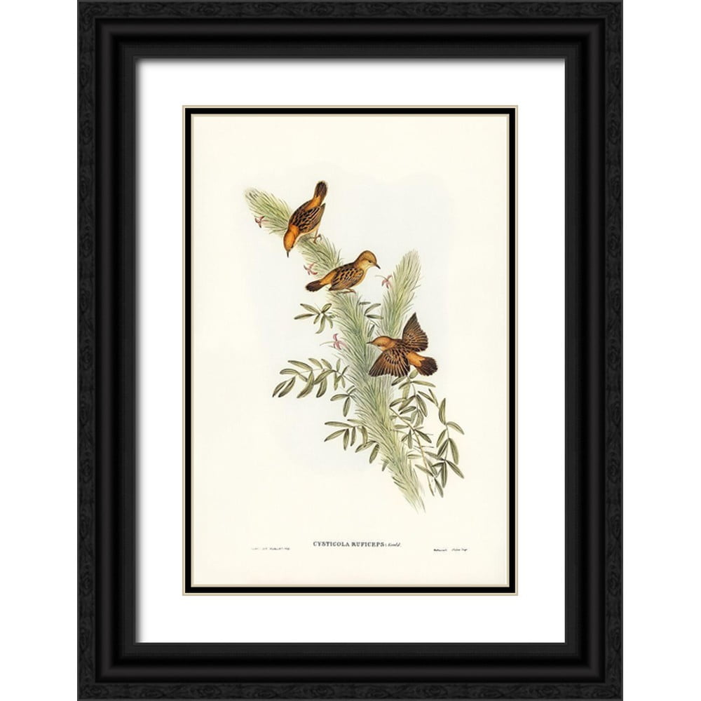 Gould, John 13x18 Black Ornate Wood Framed with Double Matting Museum Art Print Titled - Rufous ...