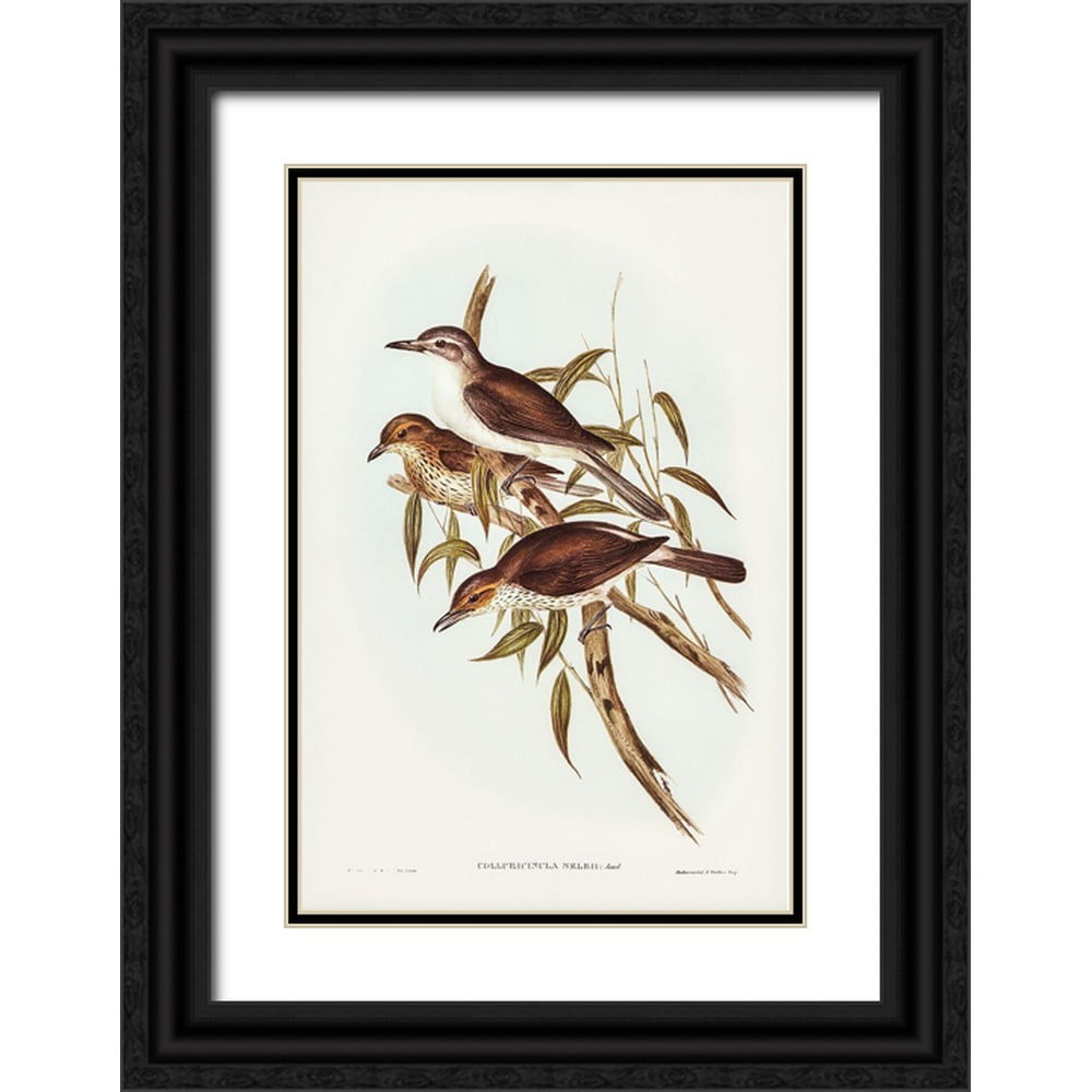 Gould, John 13x18 Black Ornate Wood Framed with Double Matting Museum Art Print Titled - Selby’s ...