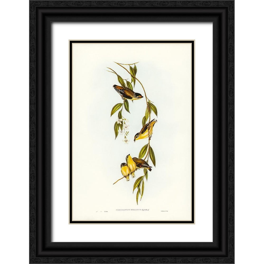Gould, John 13x18 Black Ornate Wood Framed with Double Matting Museum Art Print Titled ...