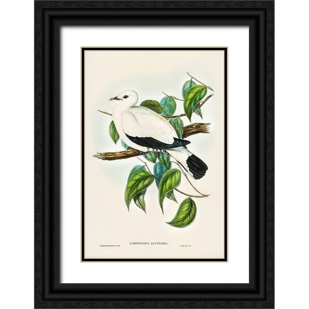 Gould, John 13x18 Black Ornate Wood Framed with Double Matting Museum ...
