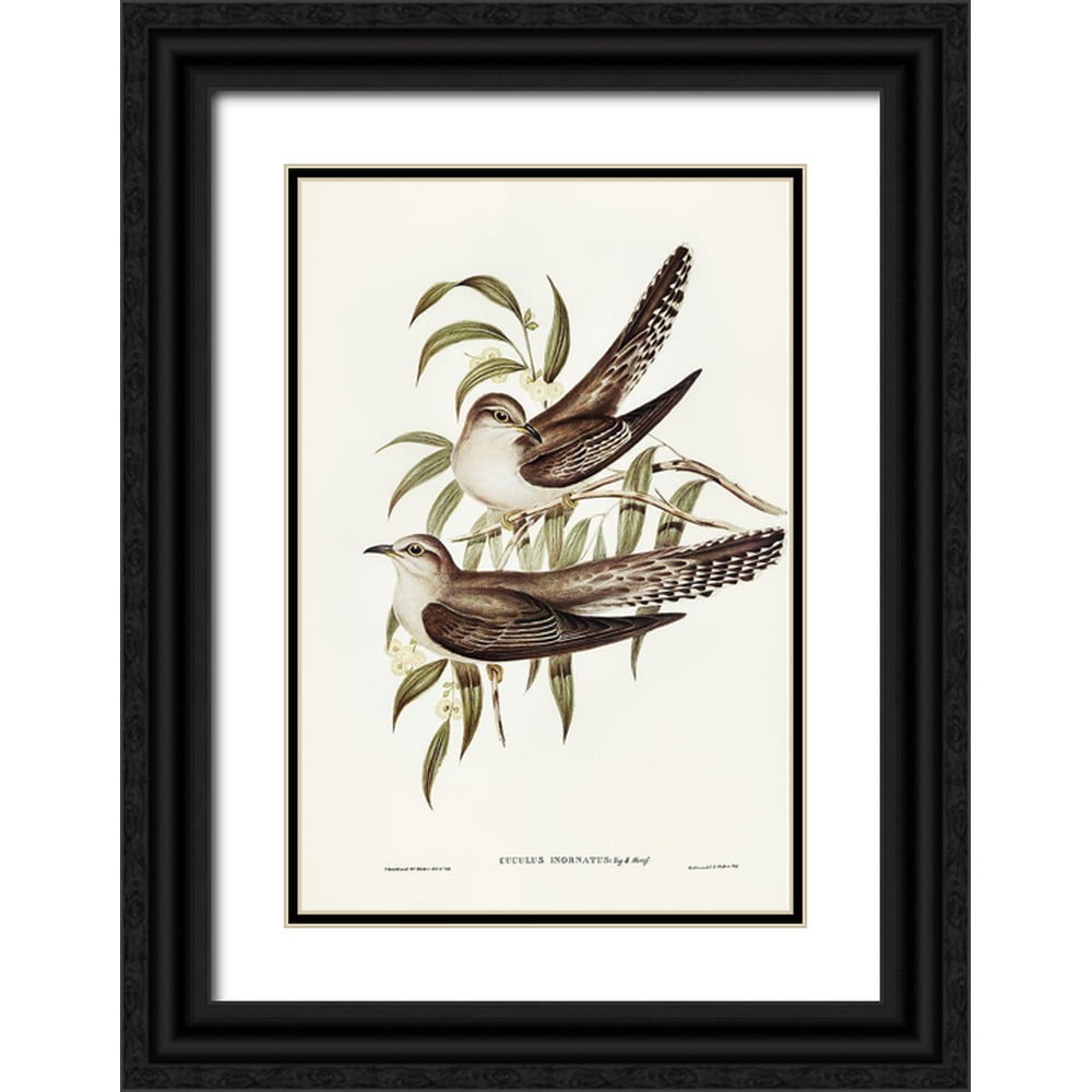 Gould, John 13x18 Black Ornate Wood Framed with Double Matting Museum Art Print Titled ...