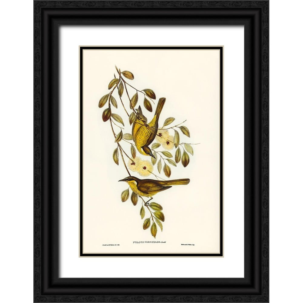 Gould, John 13x18 Black Ornate Wood Framed with Double Matting Museum Art Print Titled - Varied ...