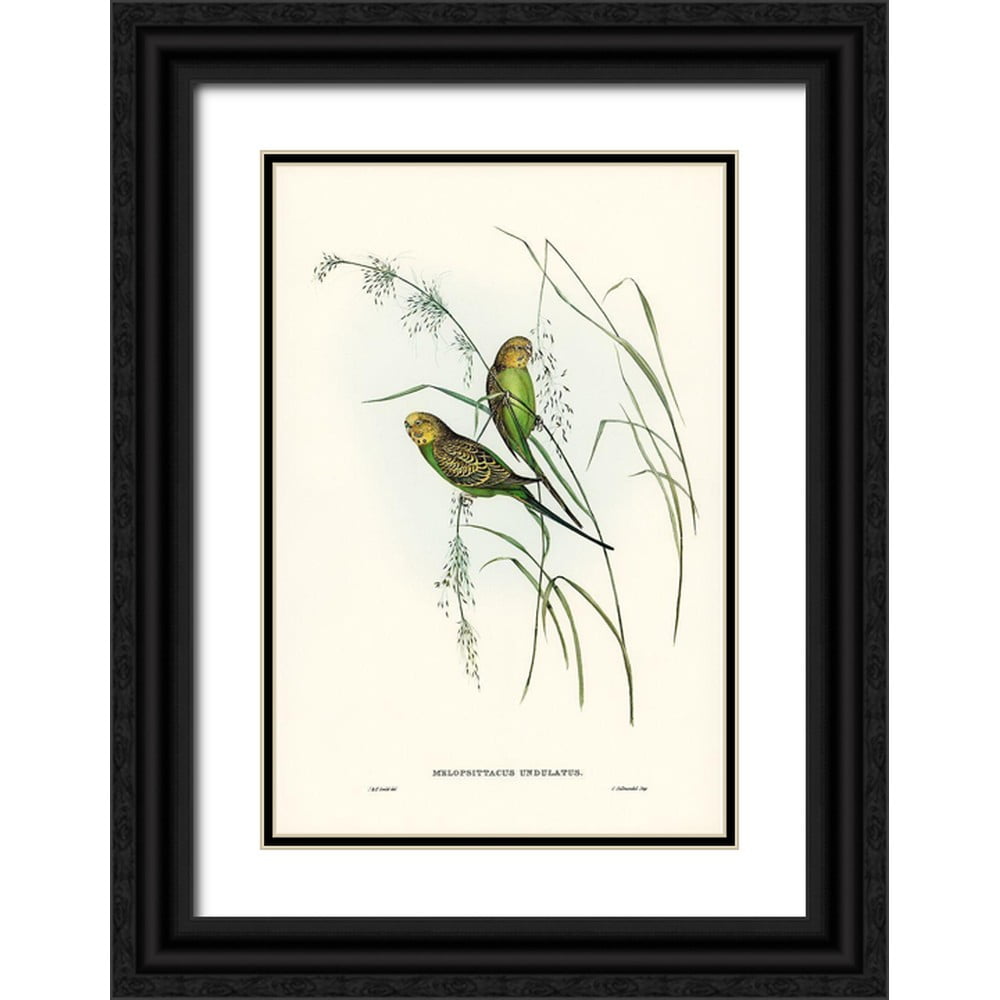 Gould, John 13x18 Black Ornate Wood Framed with Double Matting Museum Art Print Titled ...