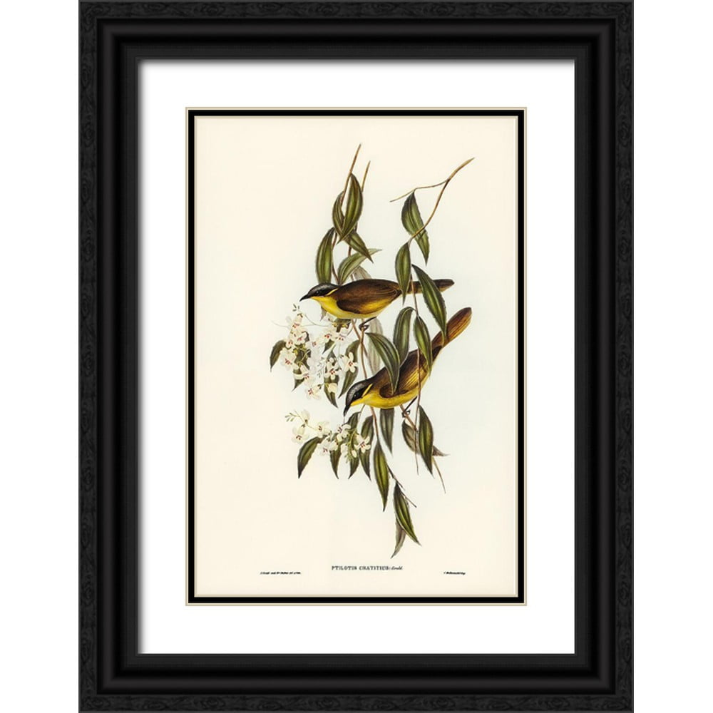 Gould, John 13x18 Black Ornate Wood Framed with Double Matting Museum Art Print Titled - Wattle ...