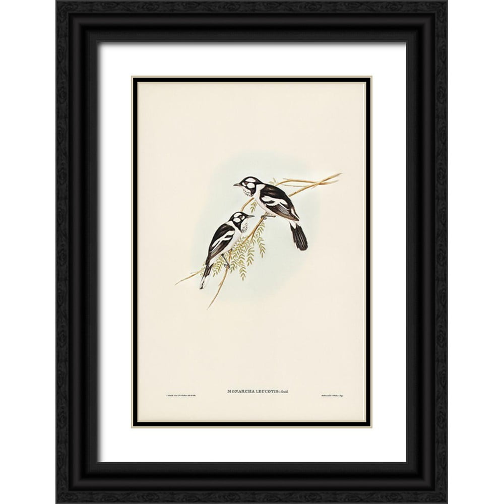 Gould, John 13x18 Black Ornate Wood Framed with Double Matting Museum Art Print Titled - White ...