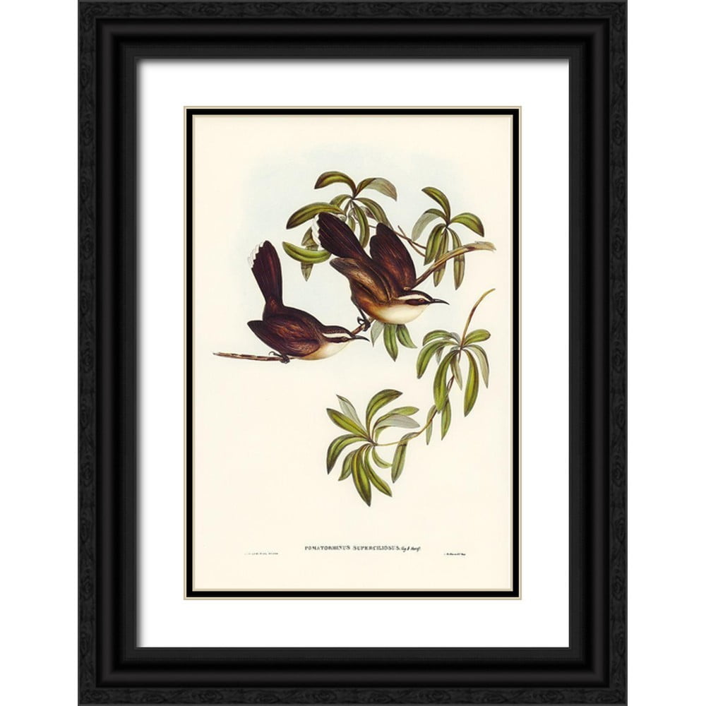 Gould, John 13x18 Black Ornate Wood Framed with Double Matting Museum Art Print Titled - White ...