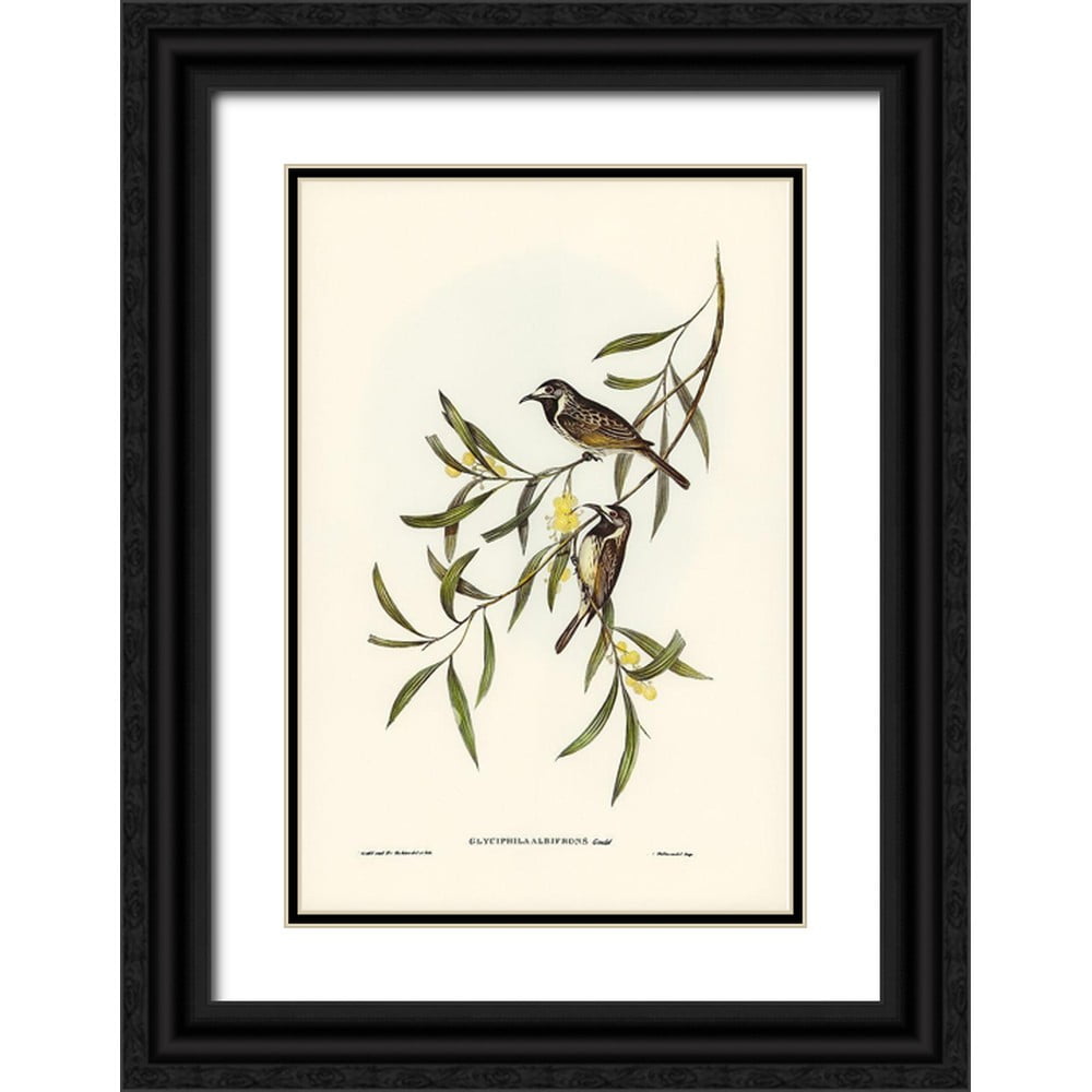 Gould, John 13x18 Black Ornate Wood Framed with Double Matting Museum Art Print Titled - White ...