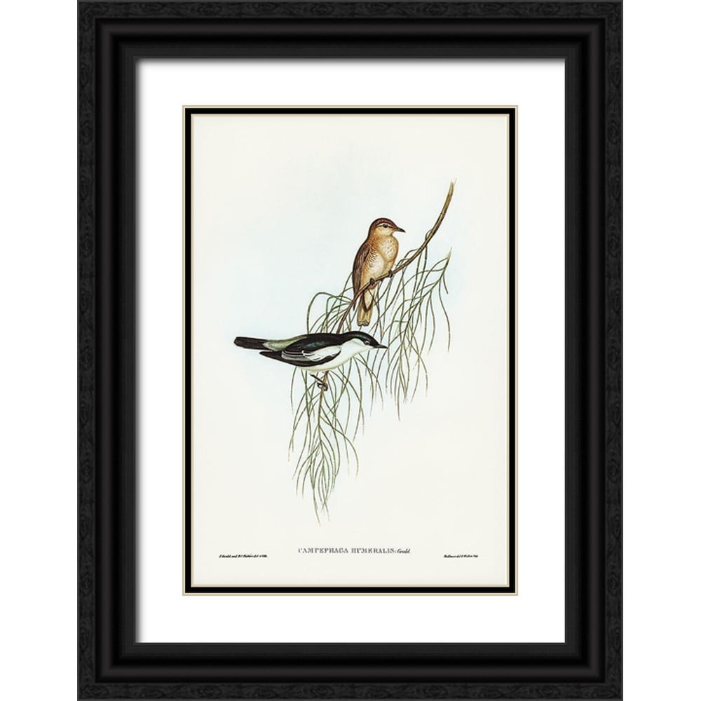 Gould, John 13x18 Black Ornate Wood Framed with Double Matting Museum Art Print Titled - White ...