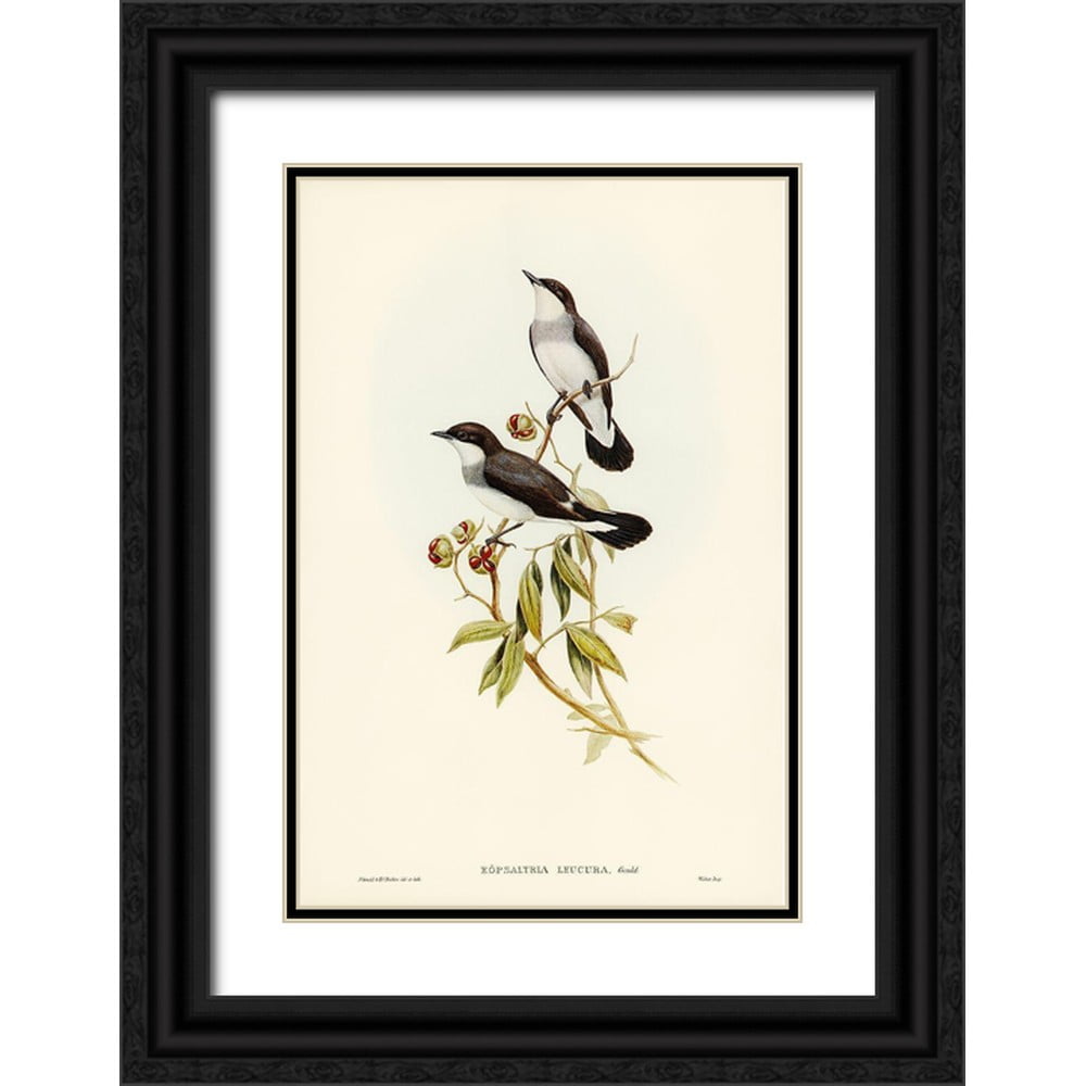 Gould, John 13x18 Black Ornate Wood Framed with Double Matting Museum Art Print Titled - White ...
