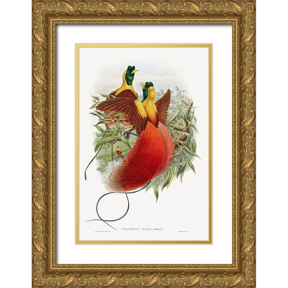Gould, John 13x18 Gold Ornate Wood Framed with Double Matting Museum ...