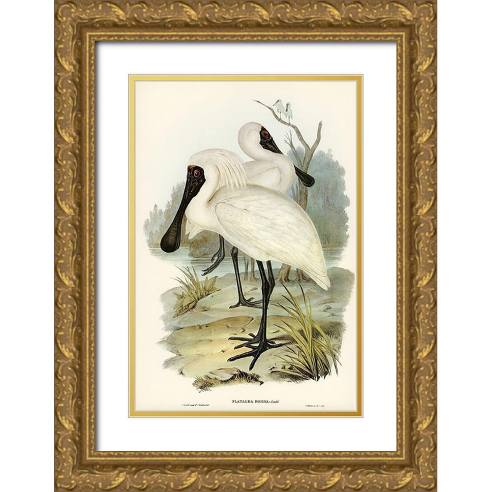 Gould, John 13x18 Gold Ornate Wood Framed with Double Matting Museum ...
