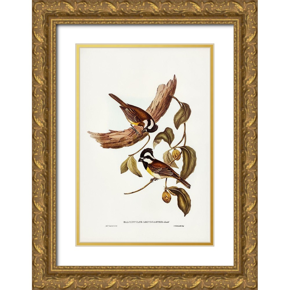 Gould, John 13x18 Gold Ornate Wood Framed with Double Matting Museum Art Print Titled - White ...