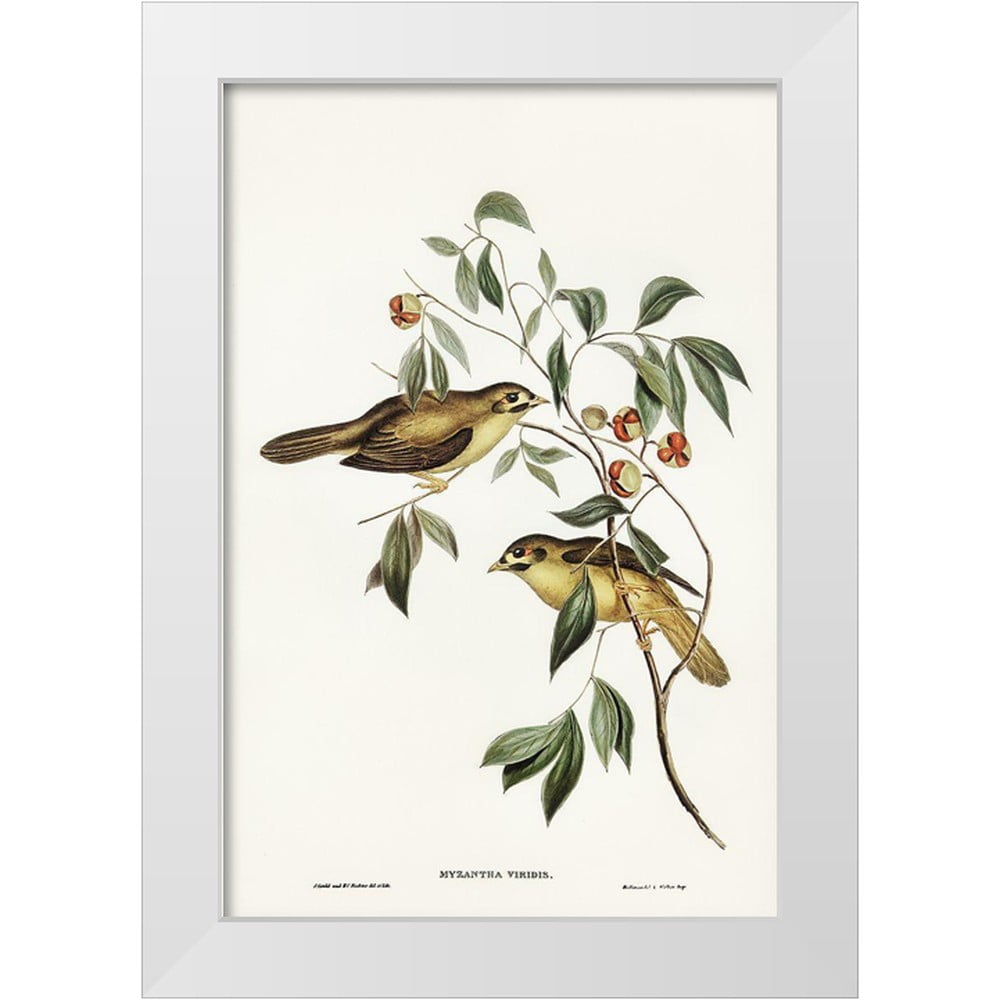 Gould, John 13x18 White Modern Wood Framed Museum Art Print Titled - Australian Bell Bird ...