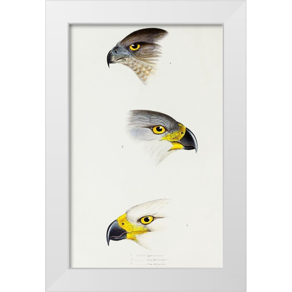 Gould, John 13x18 White Modern Wood Framed Museum Art Print Titled ...