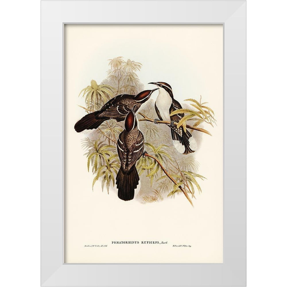 Gould, John 13x18 White Modern Wood Framed Museum Art Print Titled - Chestnut-crowned ...