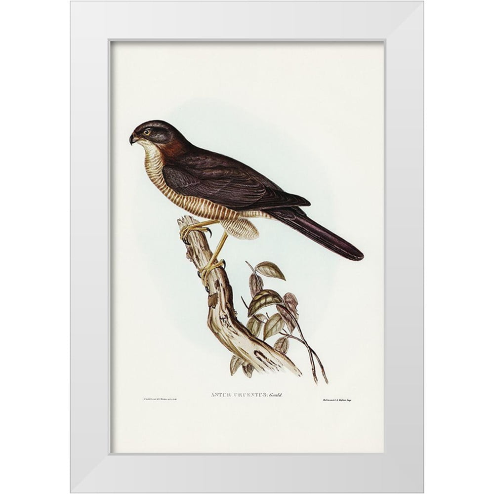 Gould, John 13x18 White Modern Wood Framed Museum Art Print Titled - West Australian Goshawk ...