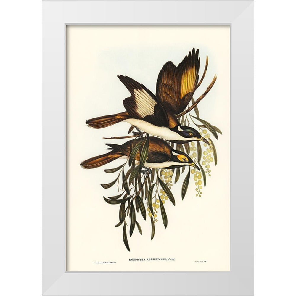 Gould, John 13x18 White Modern Wood Framed Museum Art Print Titled ...