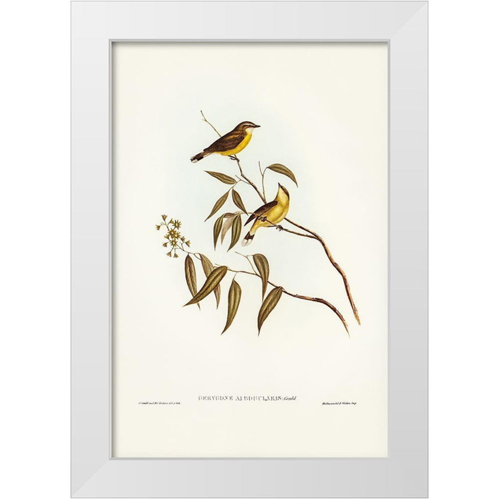 Gould, John 13x18 White Modern Wood Framed Museum Art Print Titled - White-throated Gerygone ...