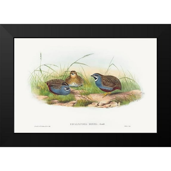 Gould, John 14x11 Black Modern Framed Museum Art Print Titled ...