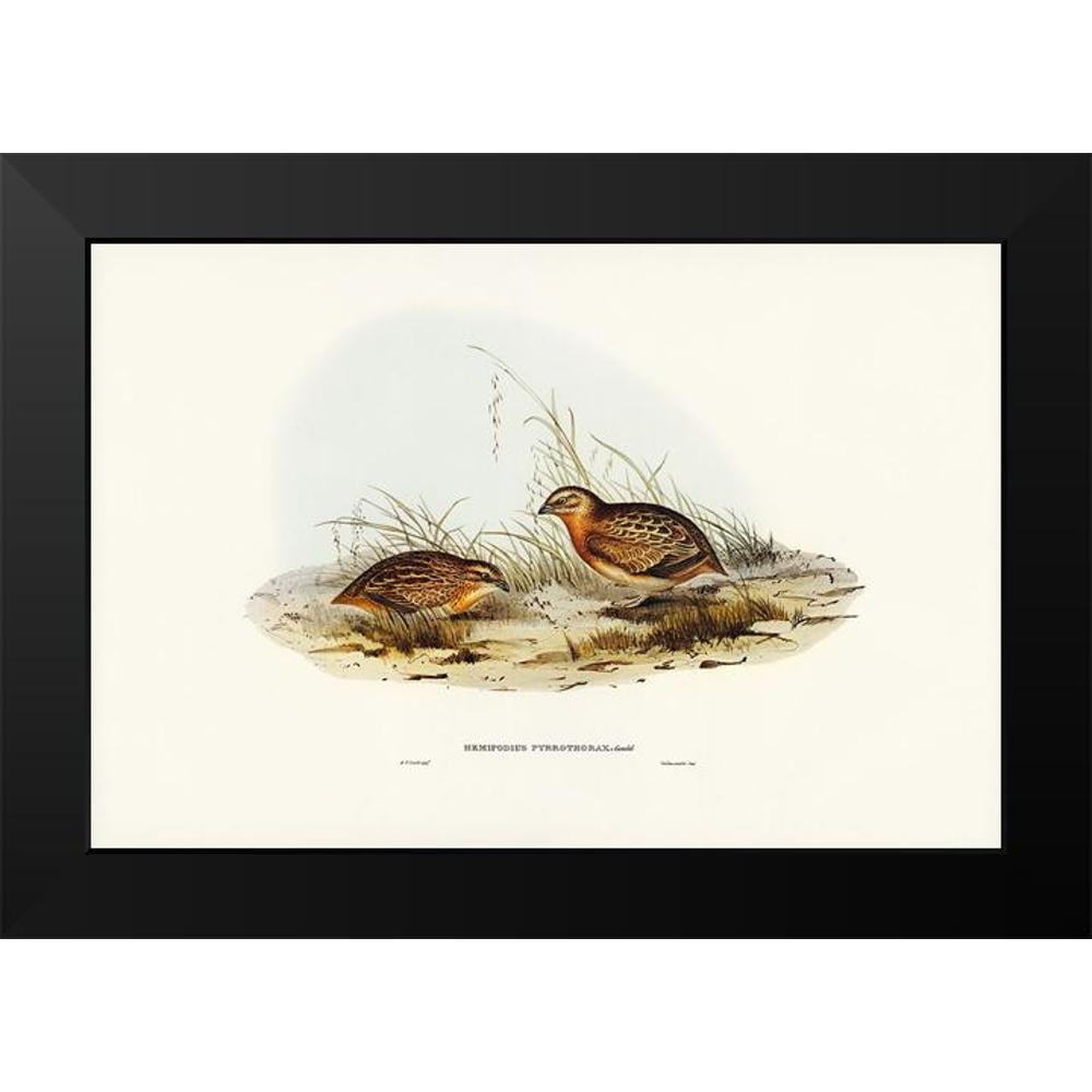 Gould, John 14x11 Black Modern Framed Museum Art Print Titled - Red ...