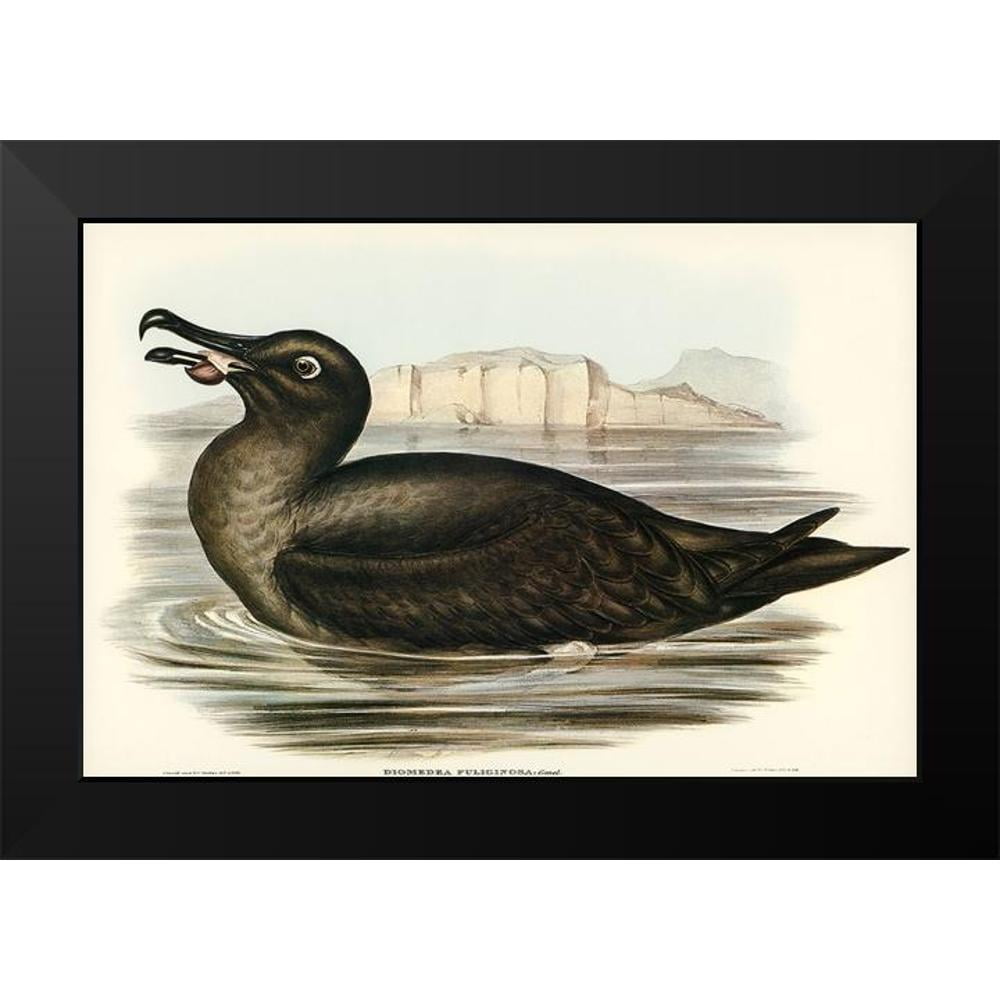 Gould, John 14x11 Black Modern Framed Museum Art Print Titled - Sooty ...