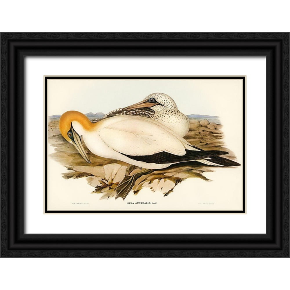 Gould, John 14x11 Black Ornate Wood Framed with Double Matting Museum Art Print Titled ...