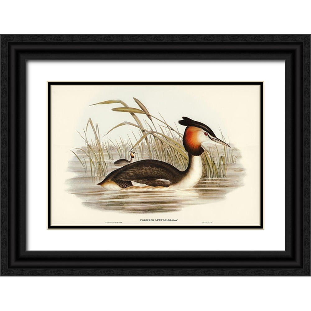 Gould, John 14x11 Black Ornate Wood Framed with Double Matting Museum ...
