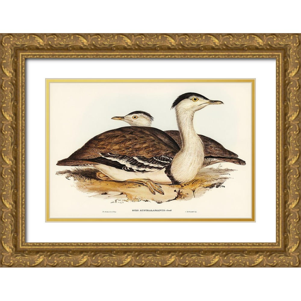 Gould, John 14x11 Gold Ornate Wood Framed with Double Matting Museum Art Print Titled ...