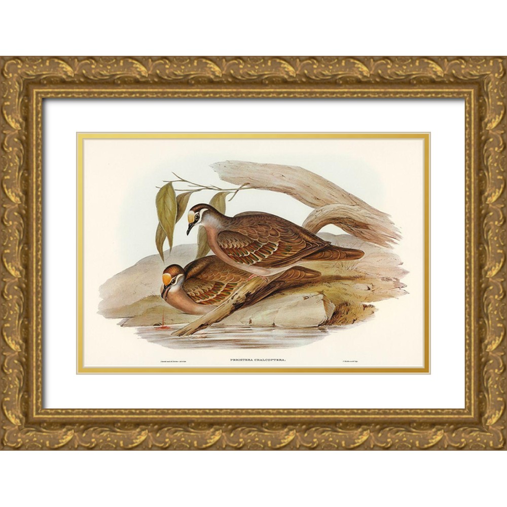 Gould, John 14x11 Gold Ornate Wood Framed with Double Matting Museum ...