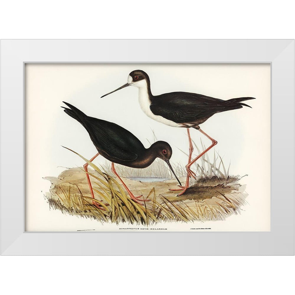 Gould, John 14x11 White Modern Wood Framed Museum Art Print Titled ...