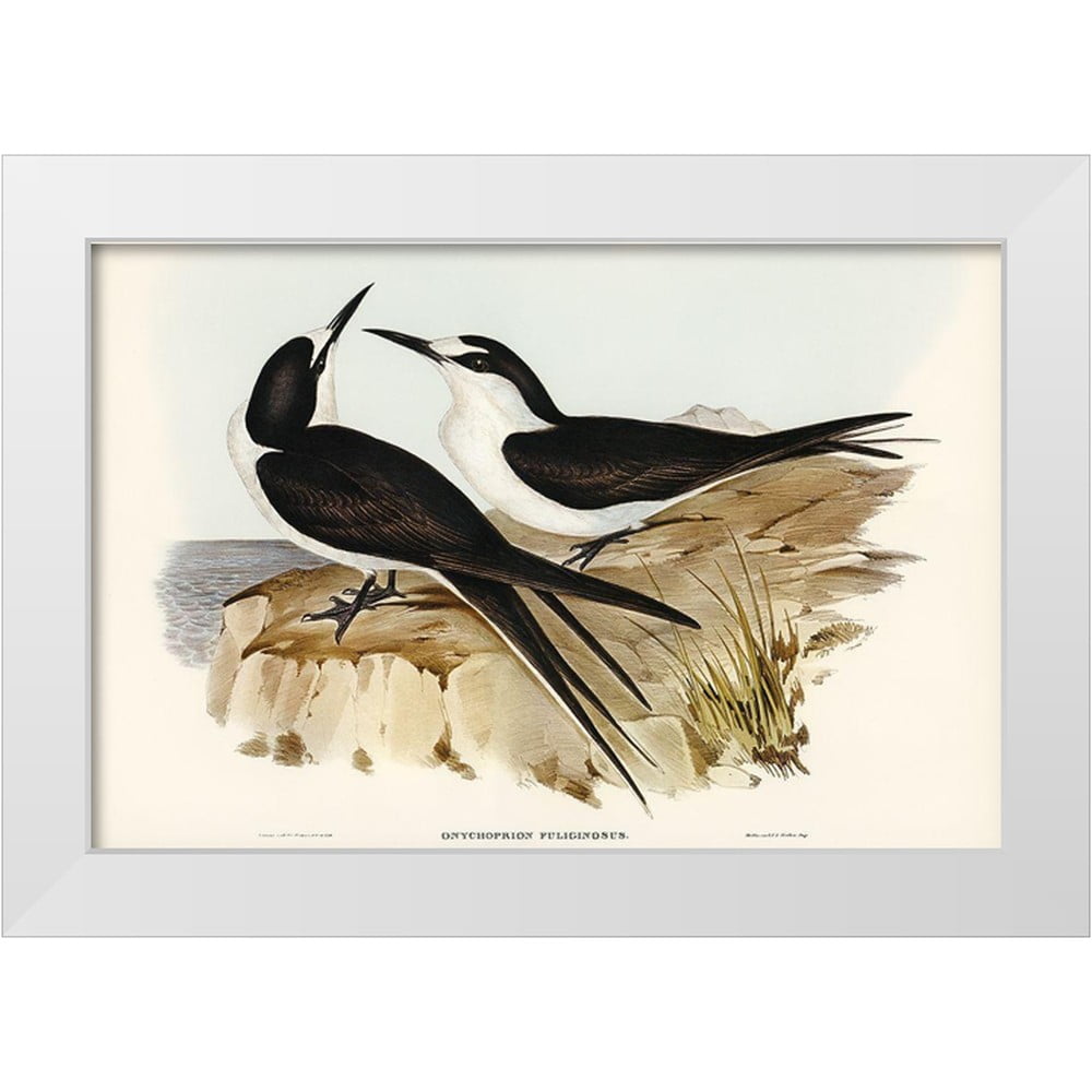 Gould, John 14x11 White Modern Wood Framed Museum Art Print Titled - Sooty Tern-Onychoprion ...