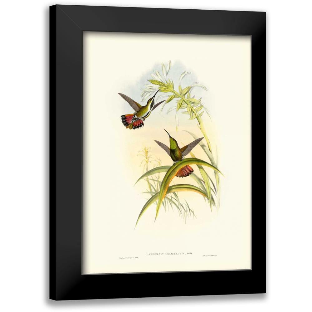 Gould, John 14x18 Black Modern Framed Museum Art Print Titled - Gould ...