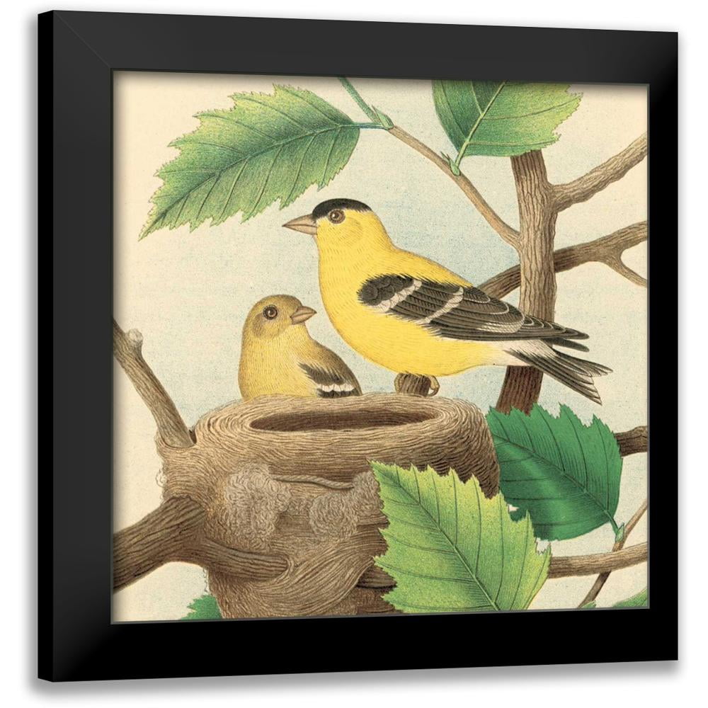 Gould, John 15x15 Black Modern Framed Museum Art Print Titled ...