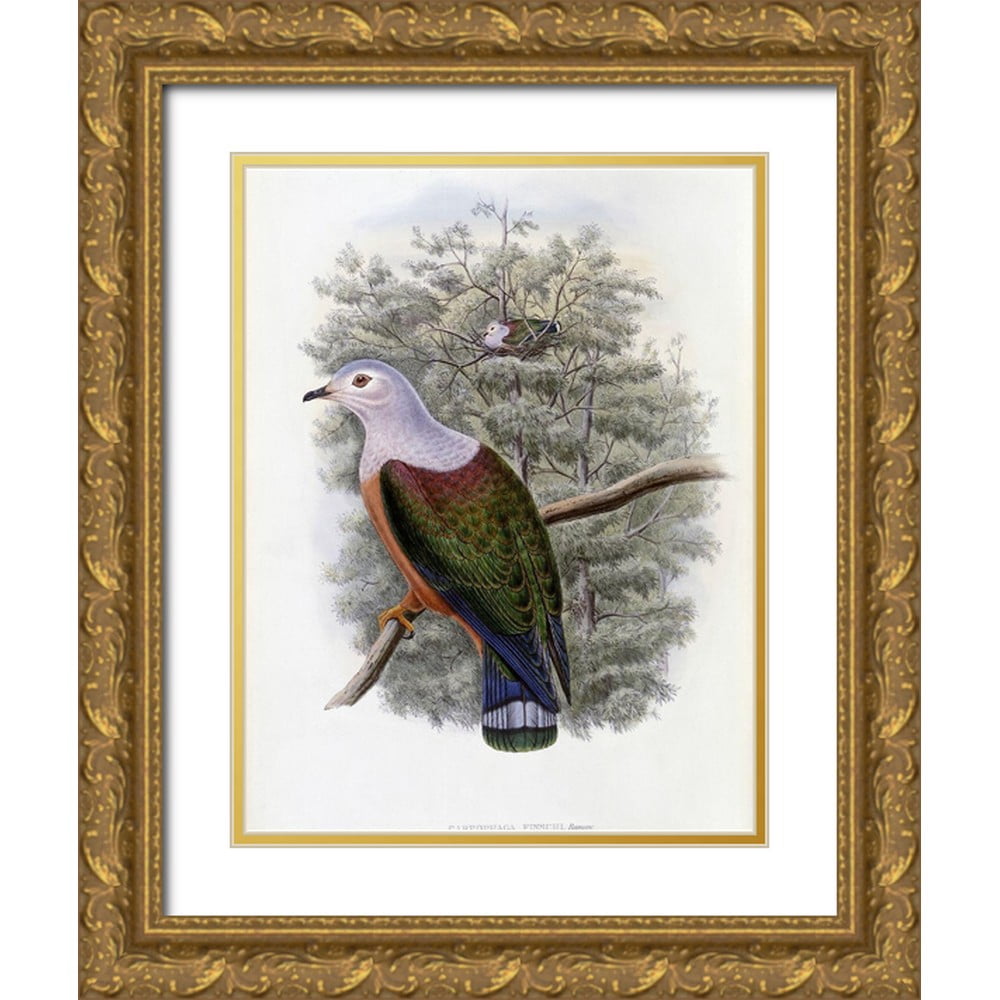 Gould, John 15x18 Gold Ornate Wood Framed with Double Matting Museum ...