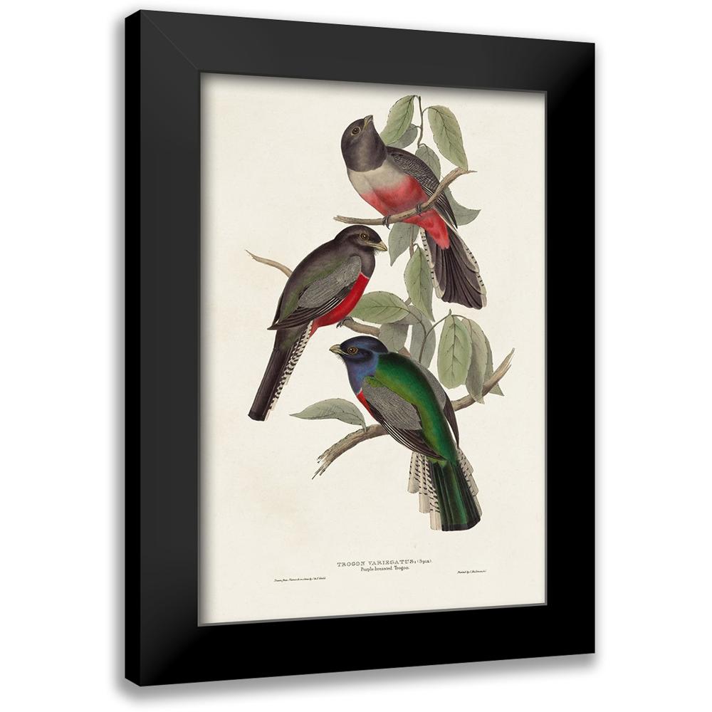 Gould, John 17x24 Black Modern Framed Museum Art Print Titled - Elegant ...