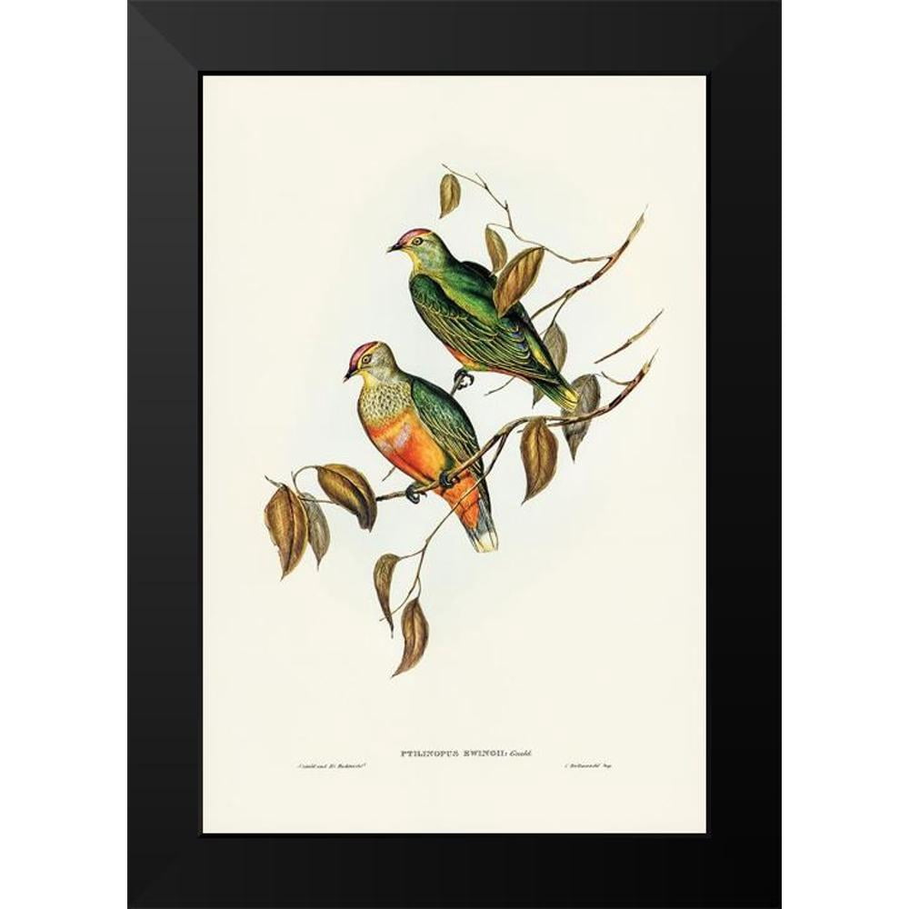 Gould, John 17x24 Black Modern Framed Museum Art Print Titled - Ewings ...