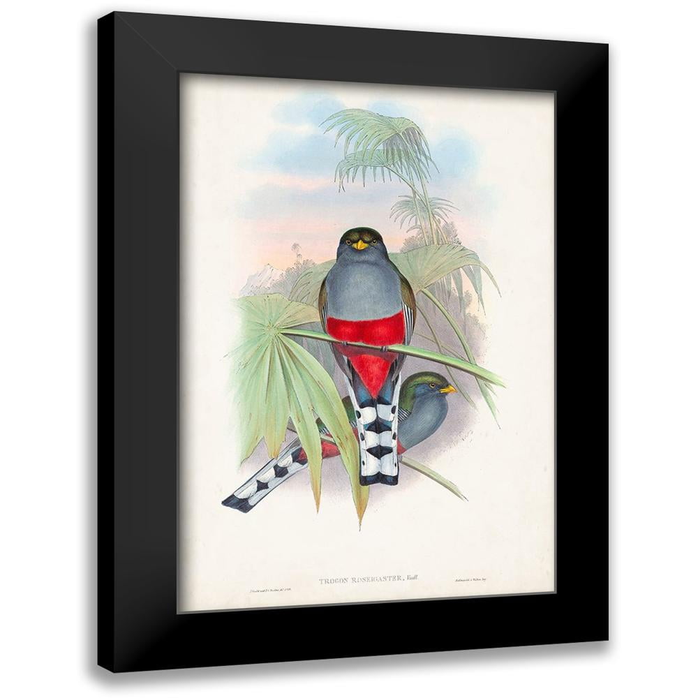 Gould, John 17x24 Black Modern Framed Museum Art Print Titled - Gould ...
