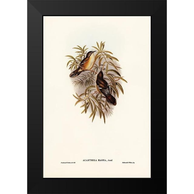 Gould, John 17x24 Black Modern Framed Museum Art Print Titled - Great ...